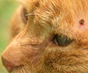 Les tiques chez le chat : comment réagir ? - Dr Milou