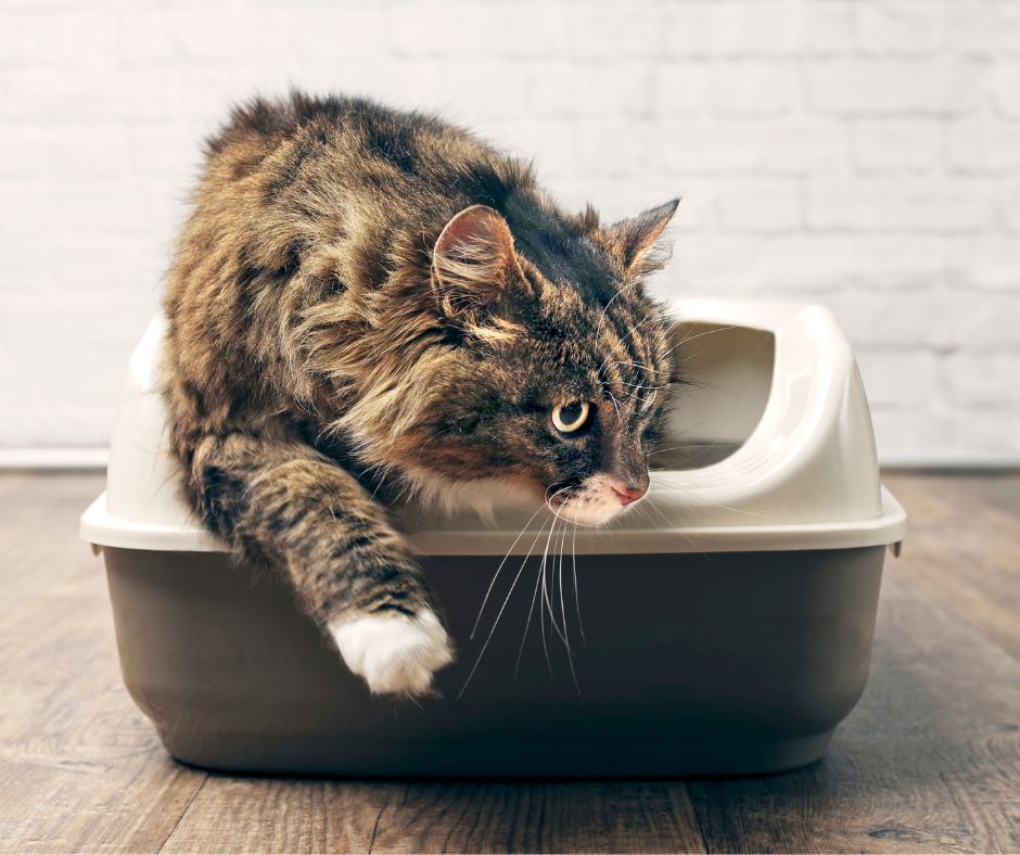 Diarrhée chez le chat - Dr Milou