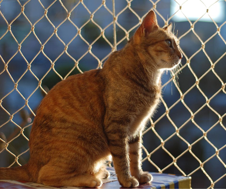 Choisir son premier chat - Dr Milou