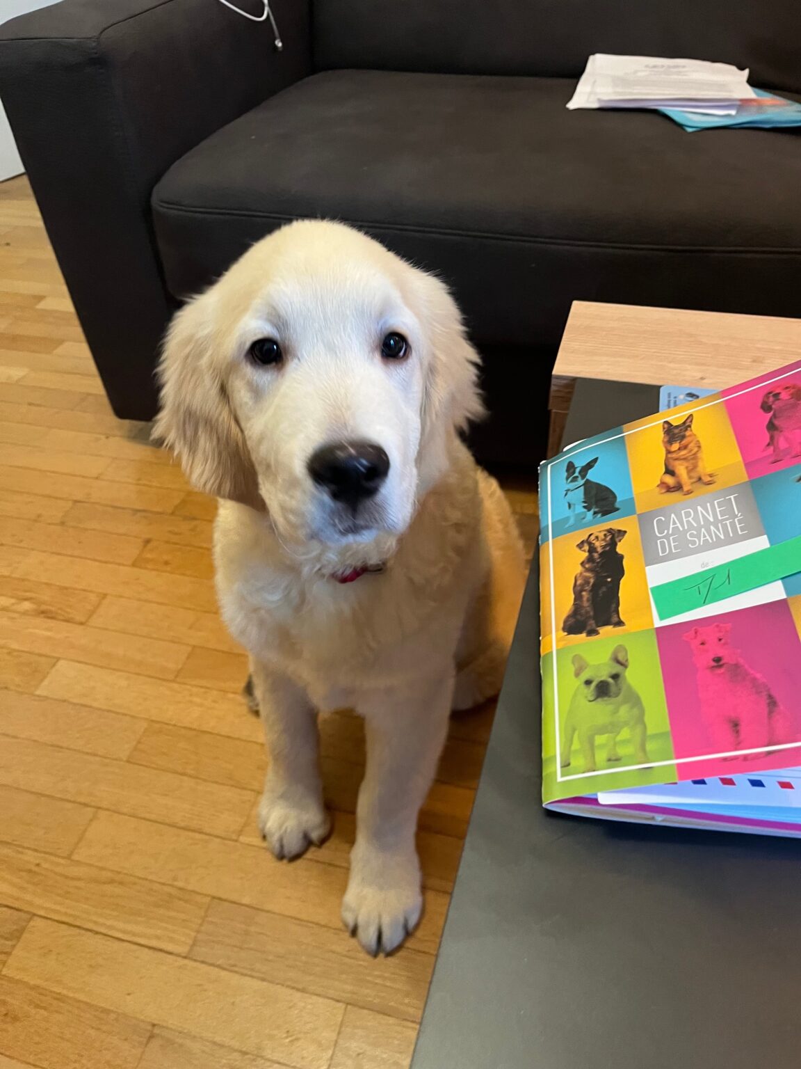Leishmaniose chez le chien : nos conseils vétérinaires - Dr Milou