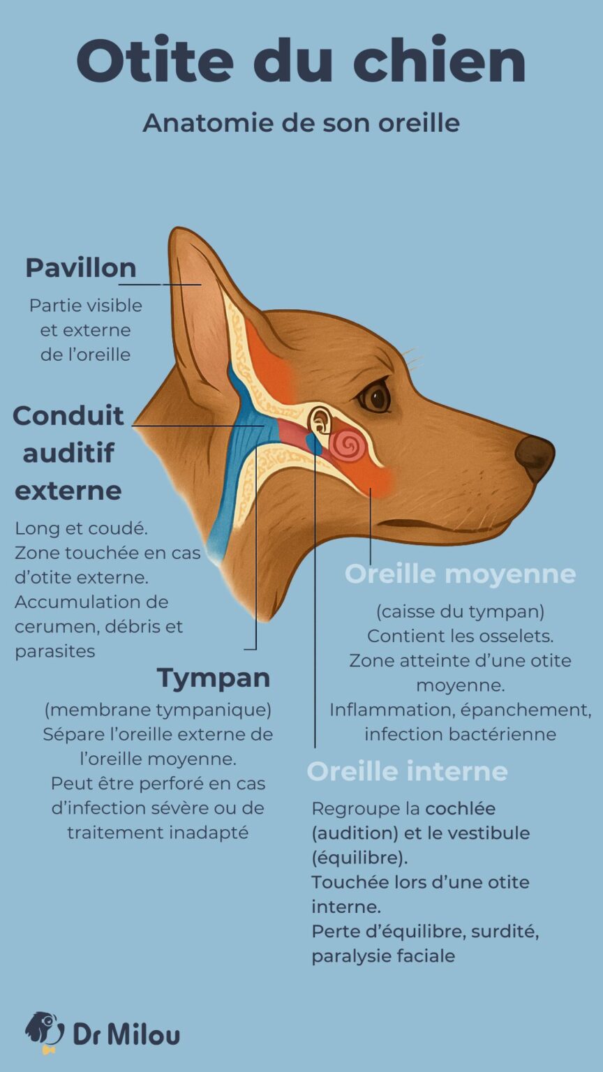 Otite du chien : la reconnaître et la soigner - Dr Milou