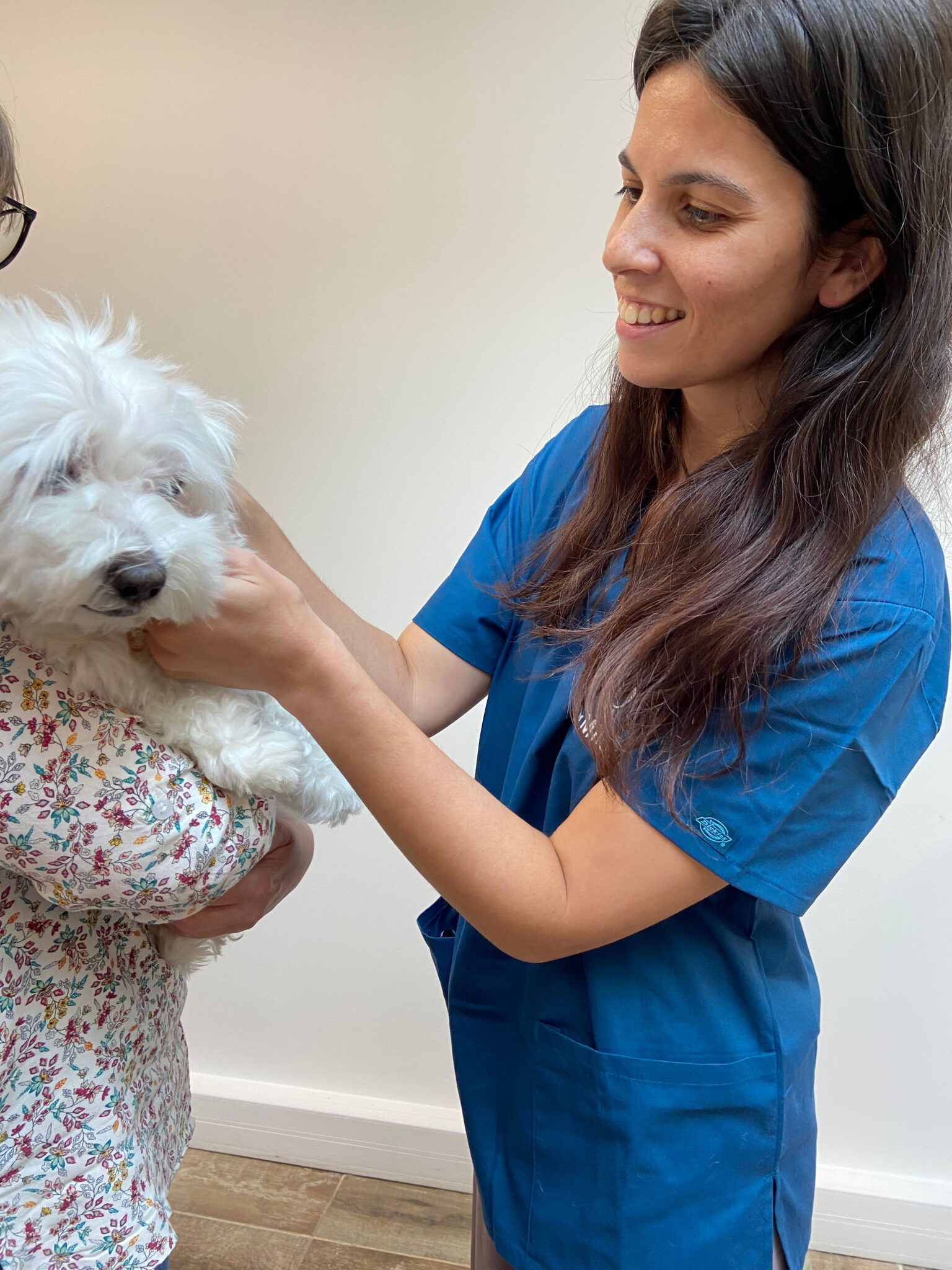 Otite du chien : la reconnaître et la soigner - Dr Milou