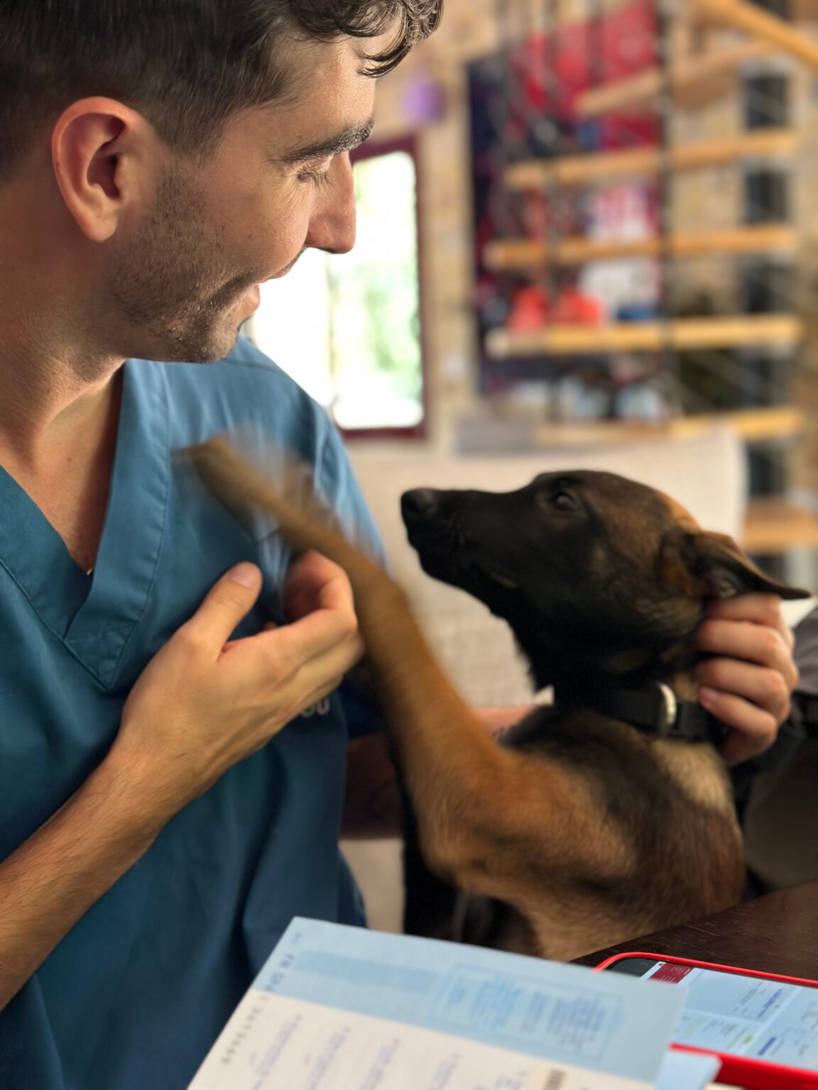 Otite du chien : la reconnaître et la soigner - Dr Milou
