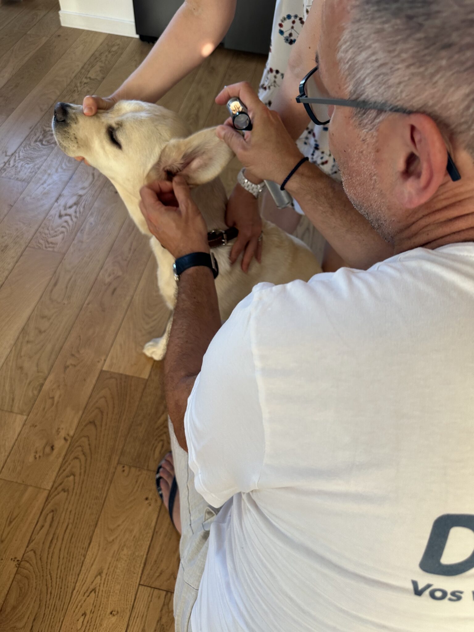 Otite du chien : la reconnaître et la soigner - Dr Milou
