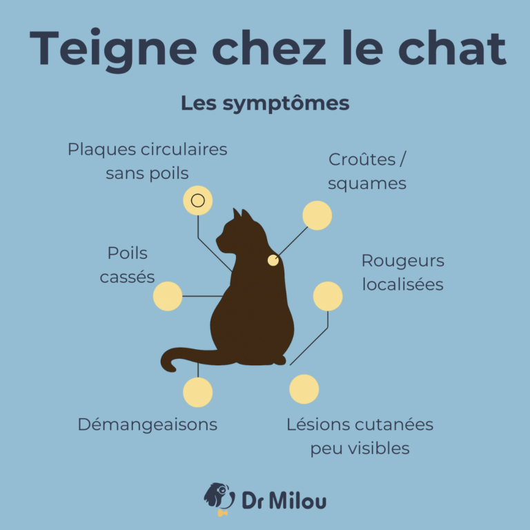 Teigne chez le chat : causes, symptômes, traitements - Dr Milou
