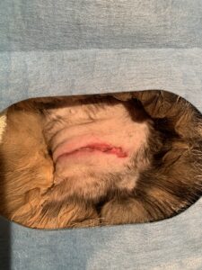Abcès chez le chat : symptômes et traitements - Dr Milou