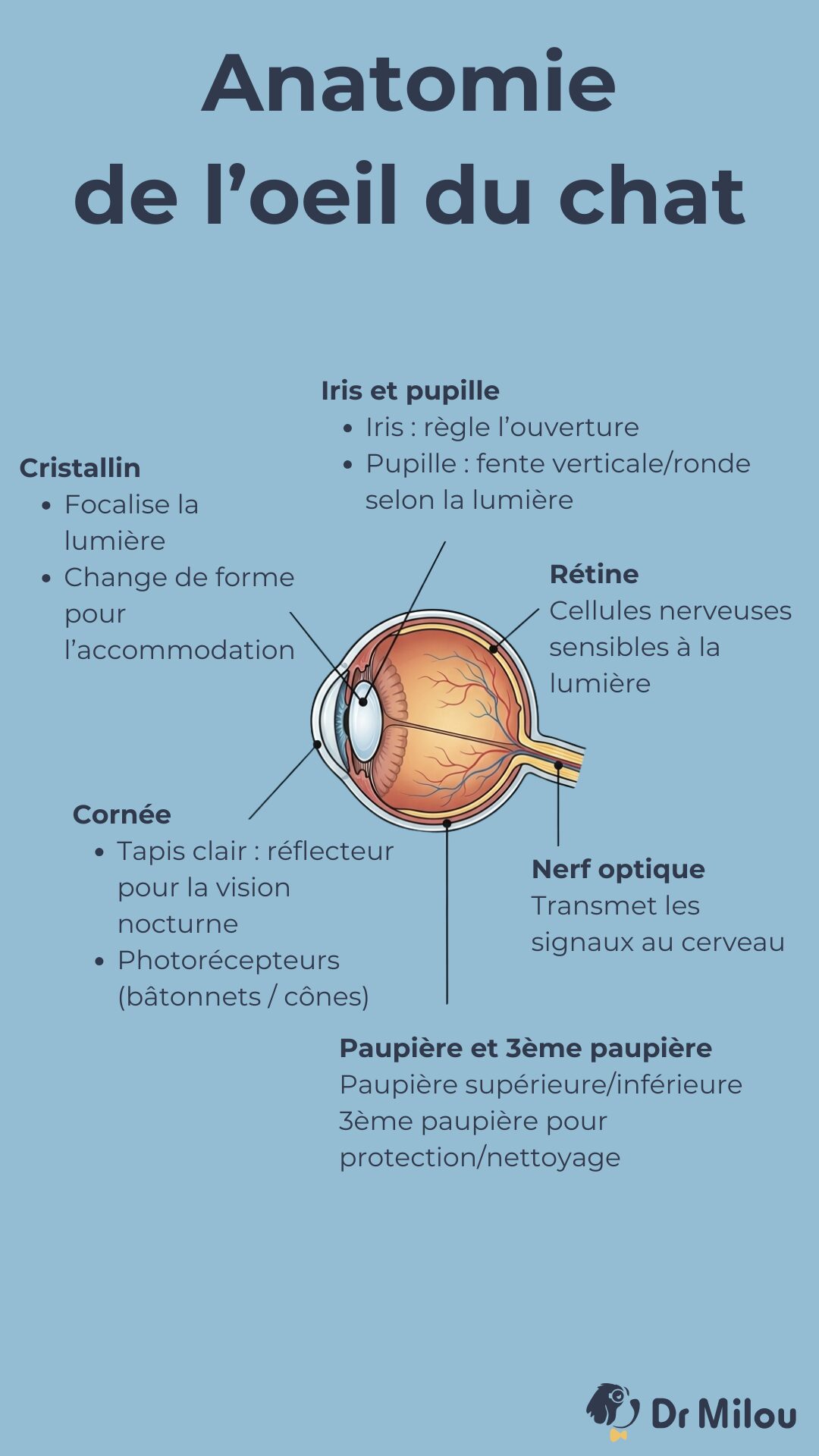 Maladies des yeux chez le chat : photos et symptômes - Dr Milou