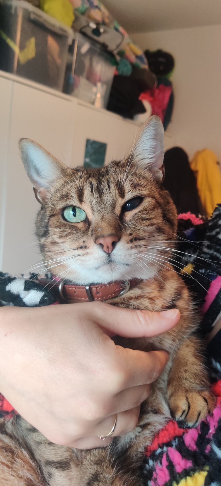 Maladies des yeux chez le chat : photos et symptômes - Dr Milou